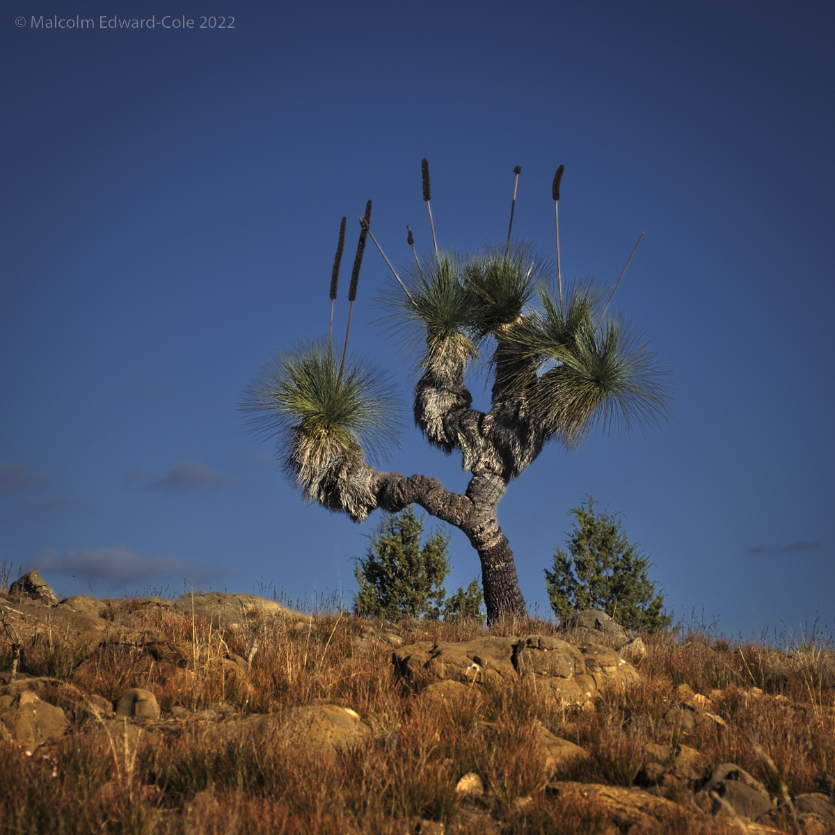 Grass Tree